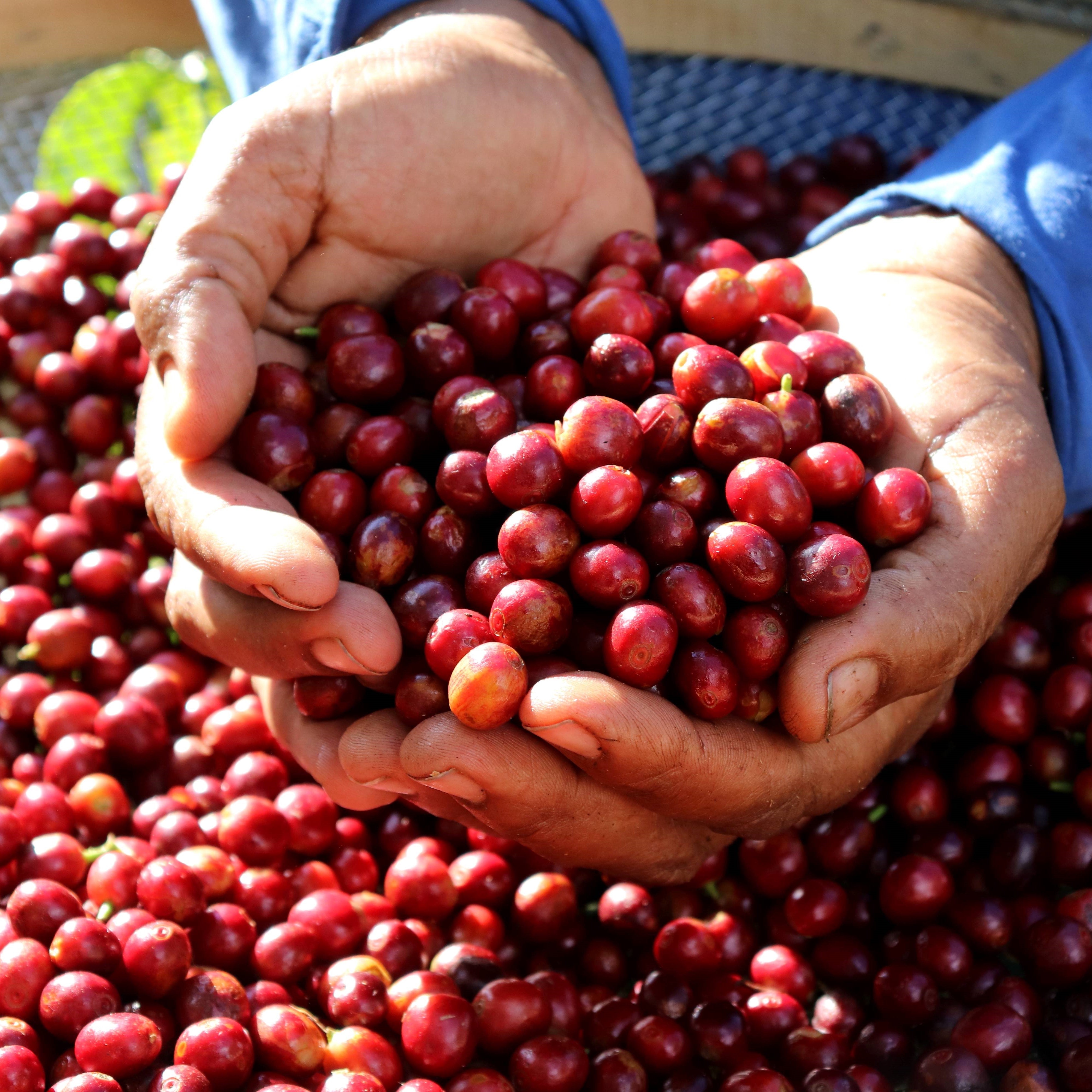 Forest Blend – Perky Blenders Specialty Coffee